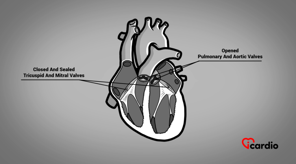 Atrioventricular Valves – Icardio